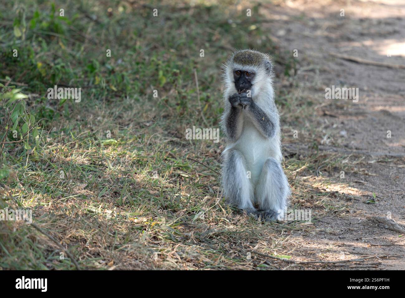 Vervet monkey (Chlorocebus pygerythrus), National Parks of Uganda Stock ...