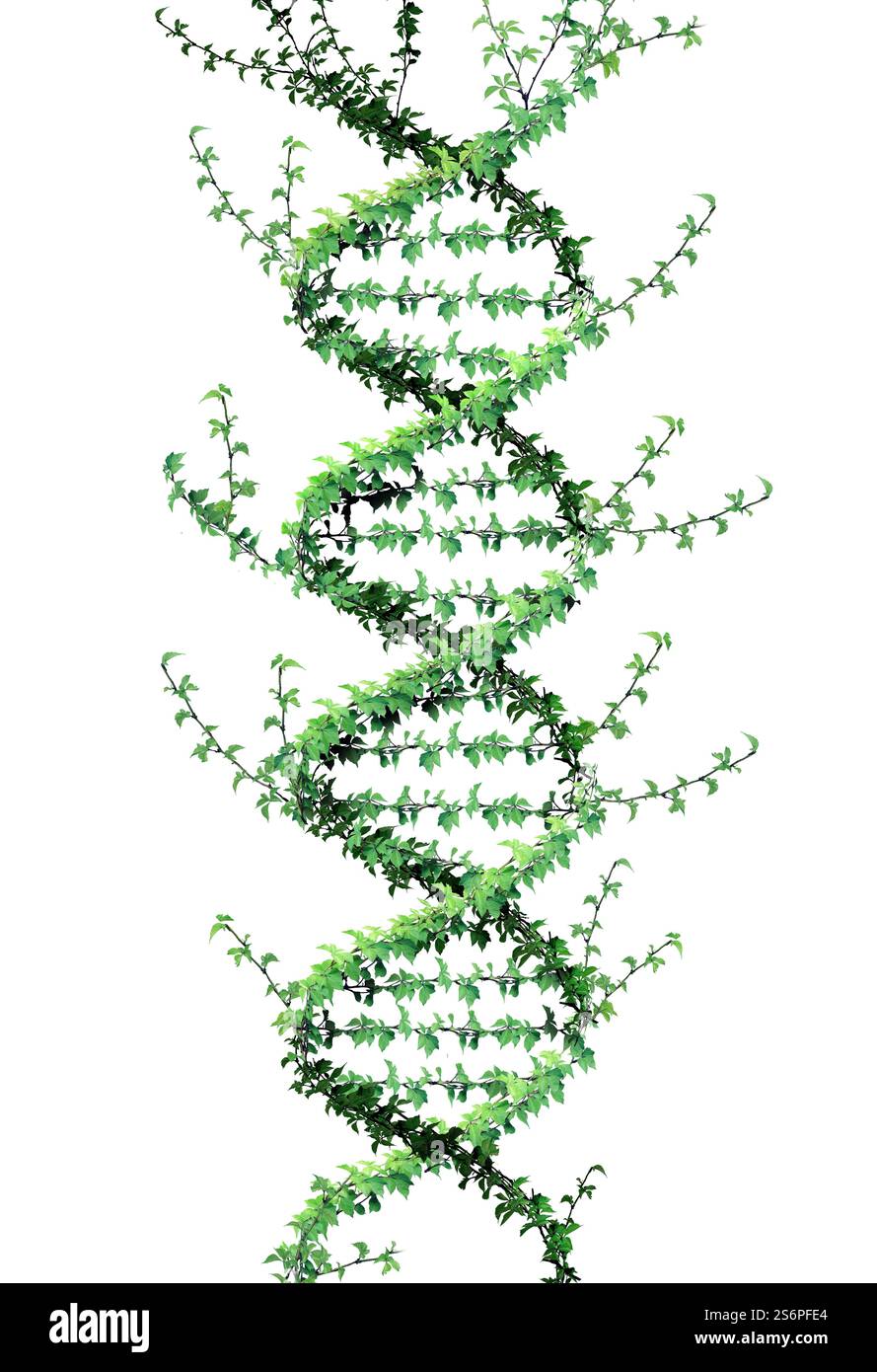 Vine genetics hi-res stock photography and images - Alamy