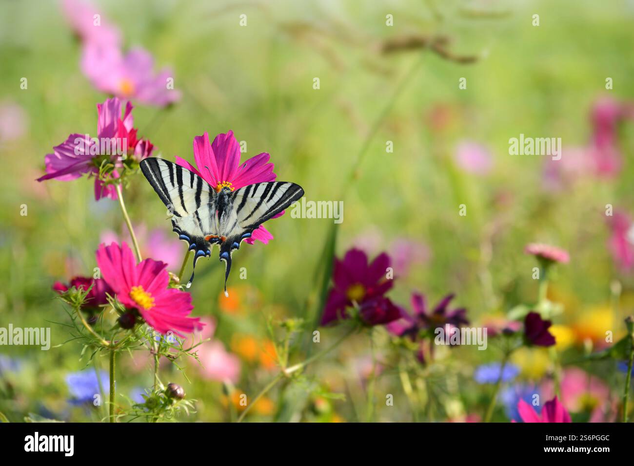 Spring sail hi-res stock photography and images - Alamy