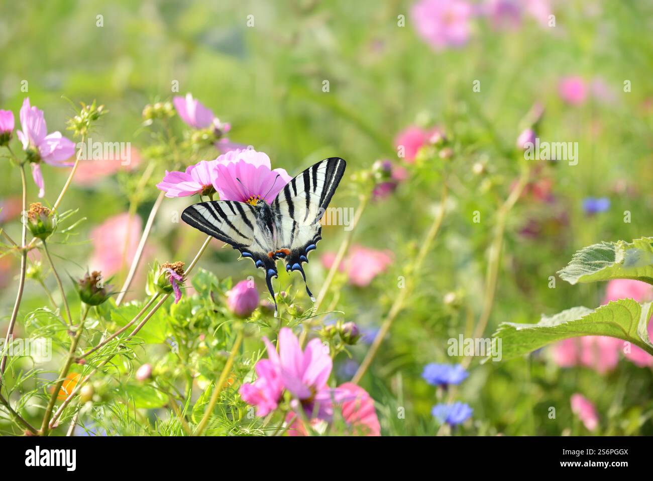 Spring sail hi-res stock photography and images - Alamy