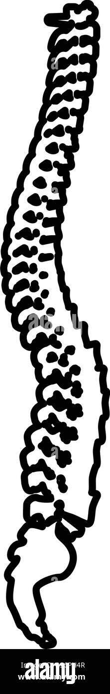 Spinal vertebral column spine backbone contour outline icon black color ...