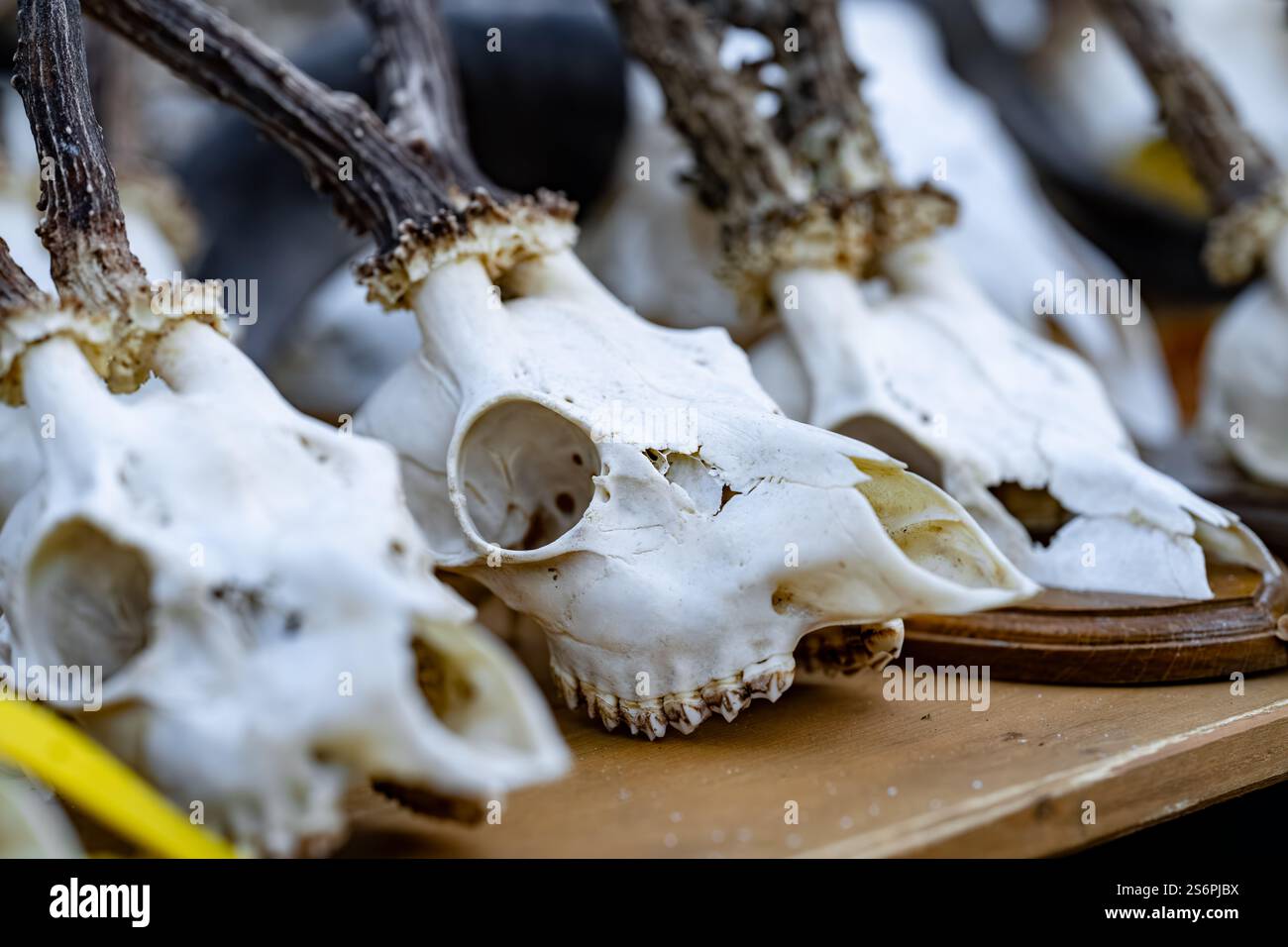 Three deer skulls are displayed on a wooden table. The skulls are white ...