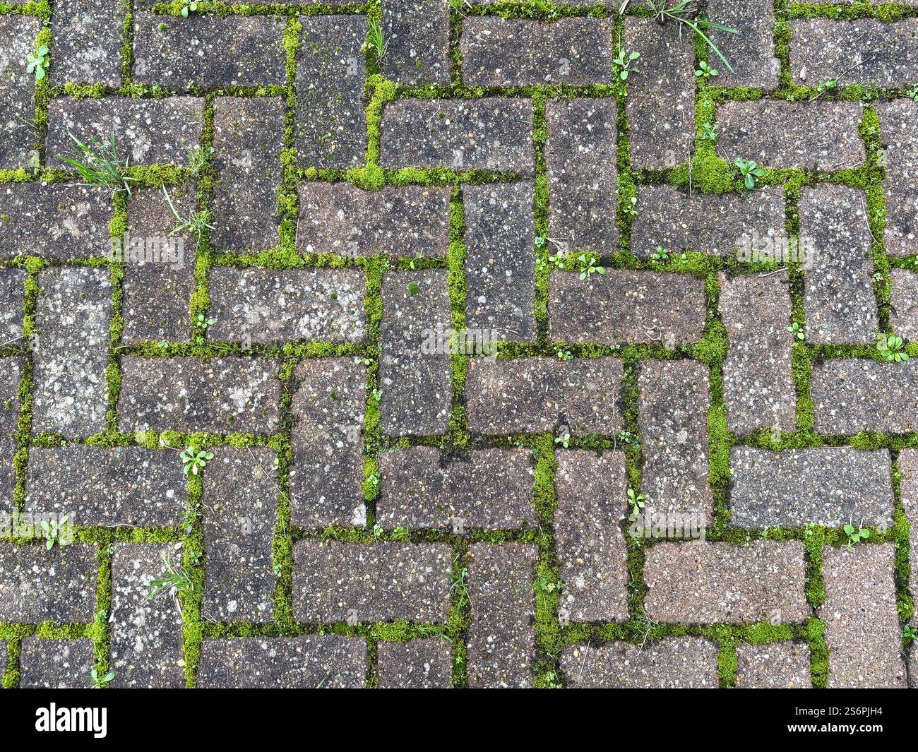 Block paving pavers on patio driveway overgrown with moss. lichen and ...