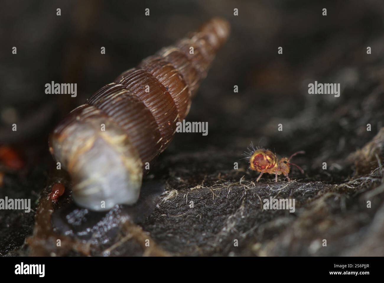 Life in the leaf litter: A beetle mite (Oribatida), a two-lipped door ...