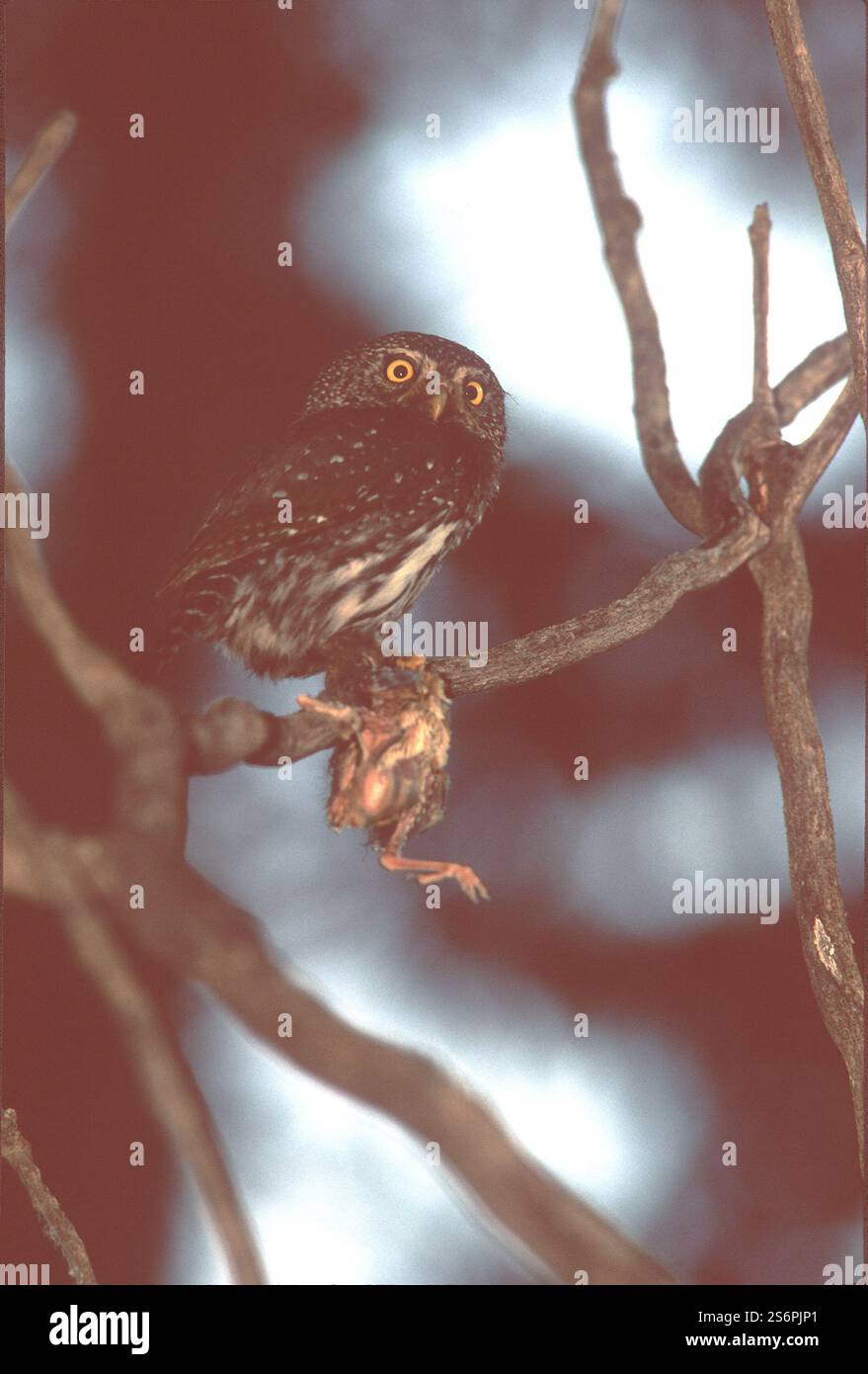 Northern pygmy-owl (Glaucidium gnoma) with avian nestling prey, Little ...