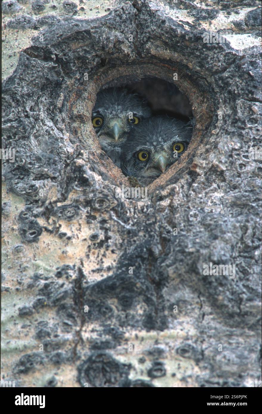 Two nestling Northern pygmy-owls (Glaucidium gnoma) peer from nest in ...