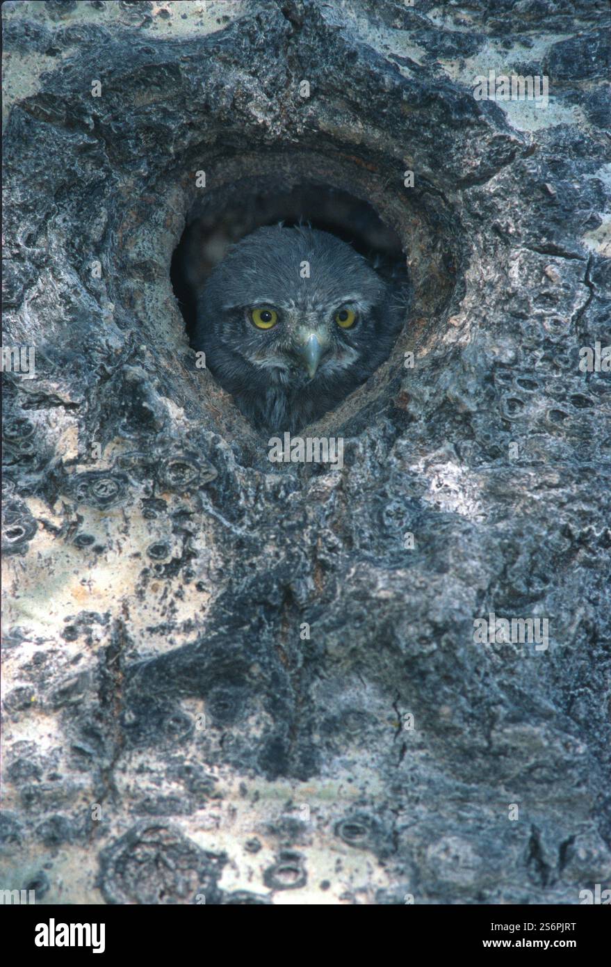Nestling Northern pygmy-owl (Glaucidium gnoma) peers from nest in ...