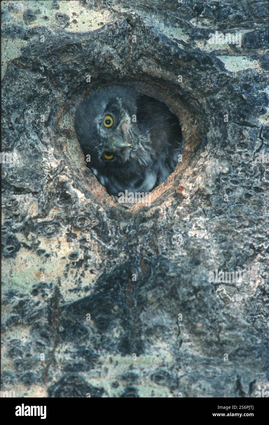 Nestling Northern pygmy-owl (Glaucidium gnoma) tilts head as it peers ...