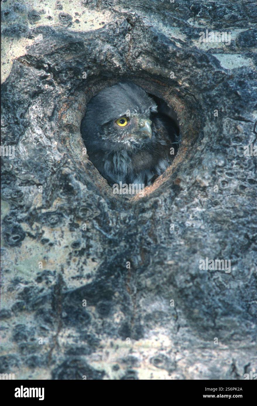 Nestling Northern pygmy-owl (Glaucidium gnoma) peers from nest in ...