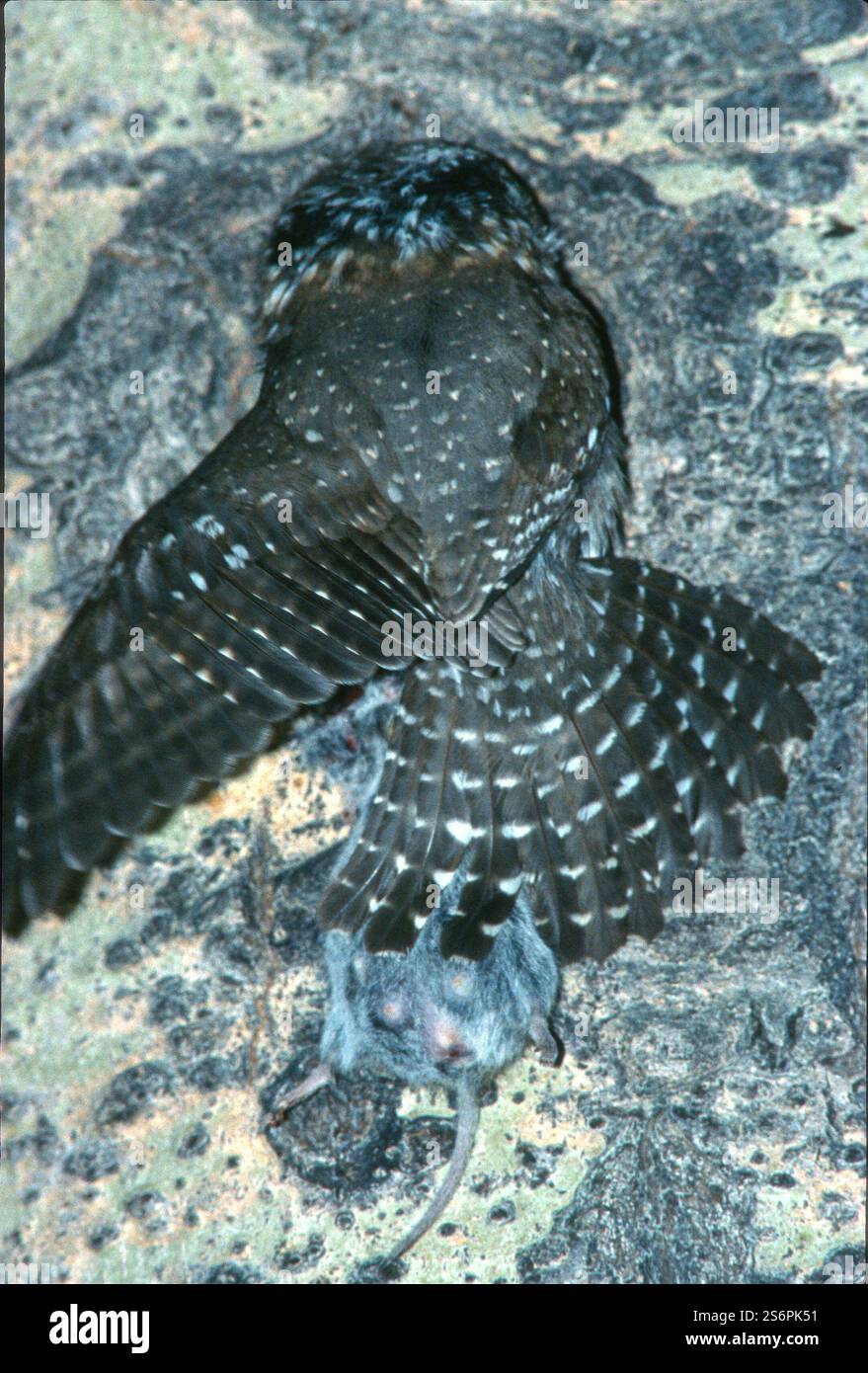 Adult Northern pygmy-owl (Glaucidium gnoma) darts into quaking aspen ...