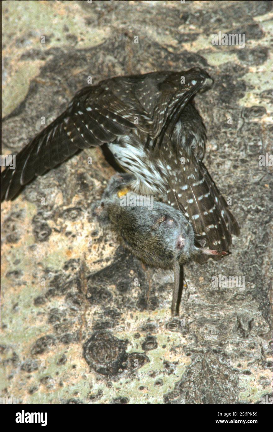 Adult Northern pygmy-owl (Glaucidium gnoma) darts into quaking aspen ...