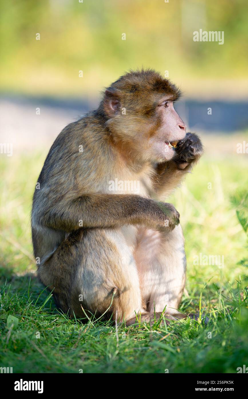 Barbary macaque ape sitting on a meadow, rhesus monkey, wildlife ...