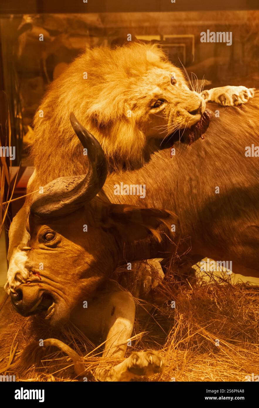 England, Kent, Thanet, Birchington, Quex House, The Powell-Cotton ...