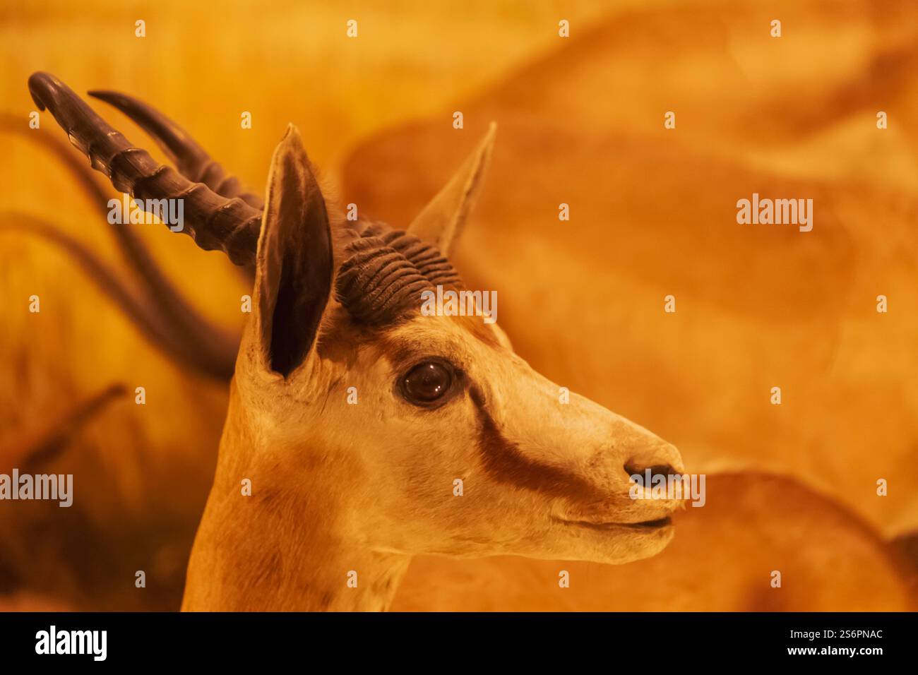 England, Kent, Thanet, Birchington, Quex House, The Powell-Cotton ...