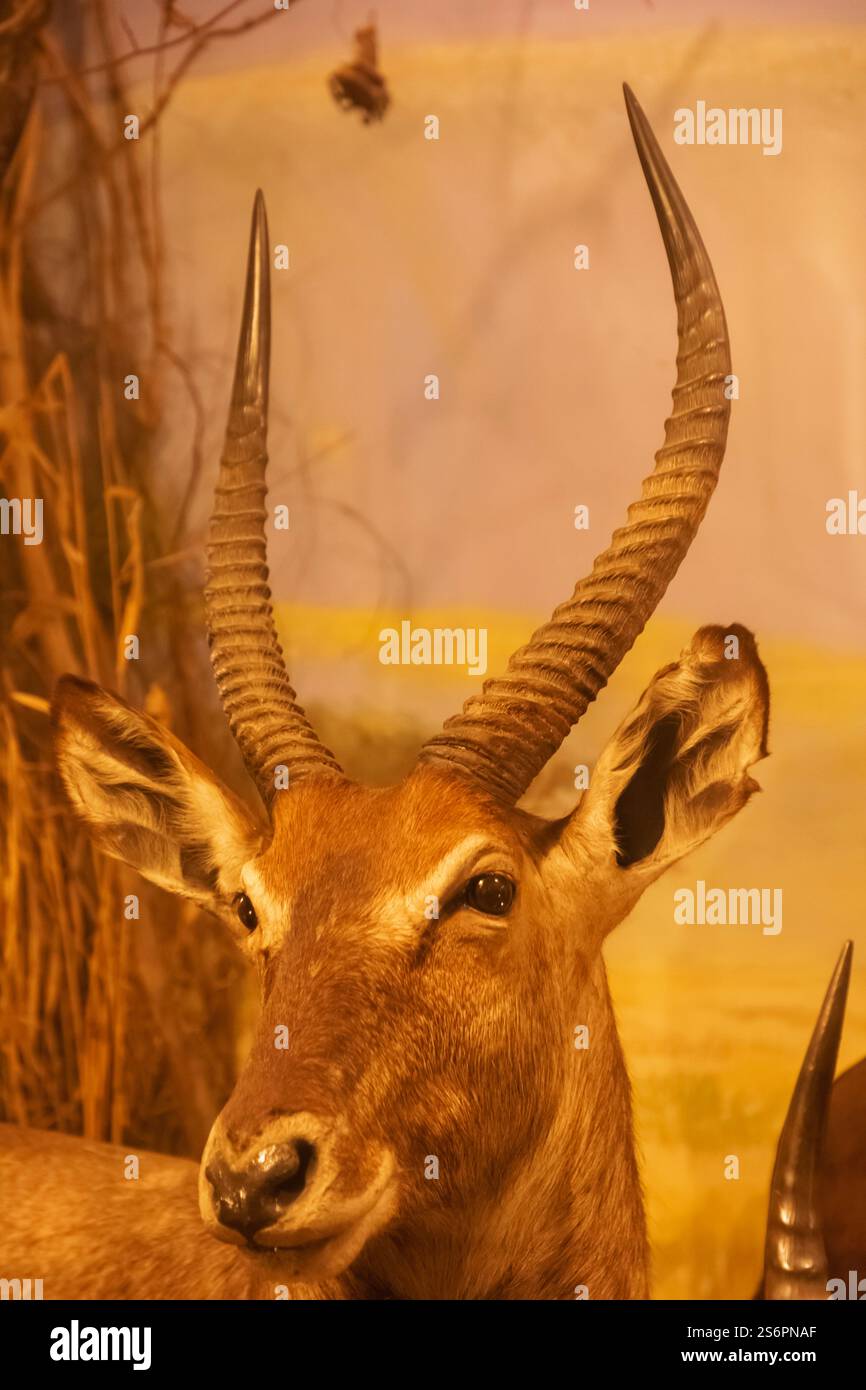 England, Kent, Thanet, Birchington, Quex House, The Powell-Cotton ...