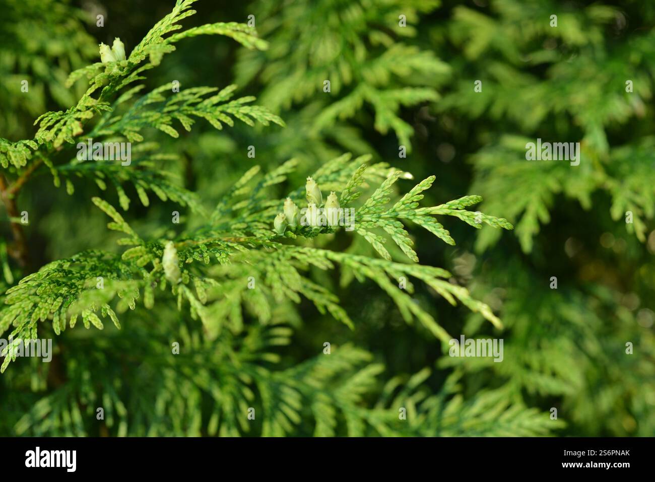 Thuja occidentalis Aurescens. Thuja leaves and branches Stock Photo - Alamy