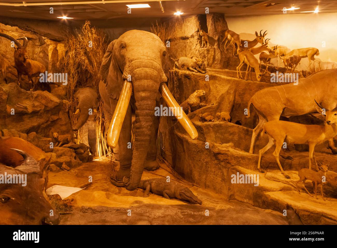 England, Kent, Thanet, Birchington, Quex House, The Powell-Cotton ...