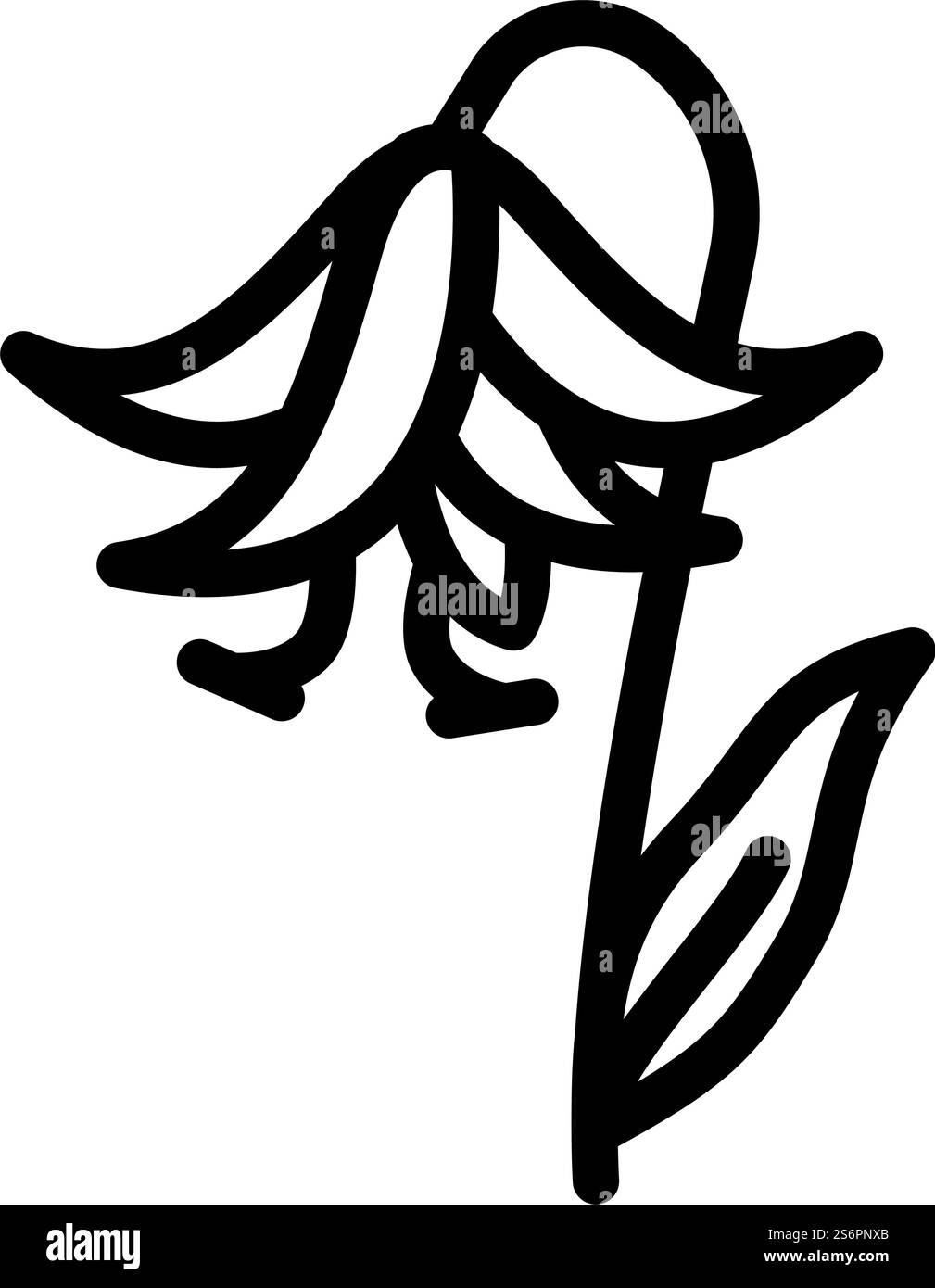 lilium natural flower line icon vector. lilium natural flower sign ...