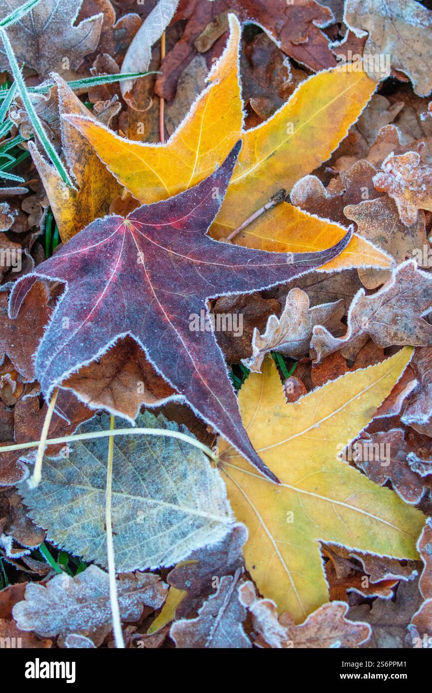Foliage of the amber tree (Liquidambar styraciflua) in frost on the ...