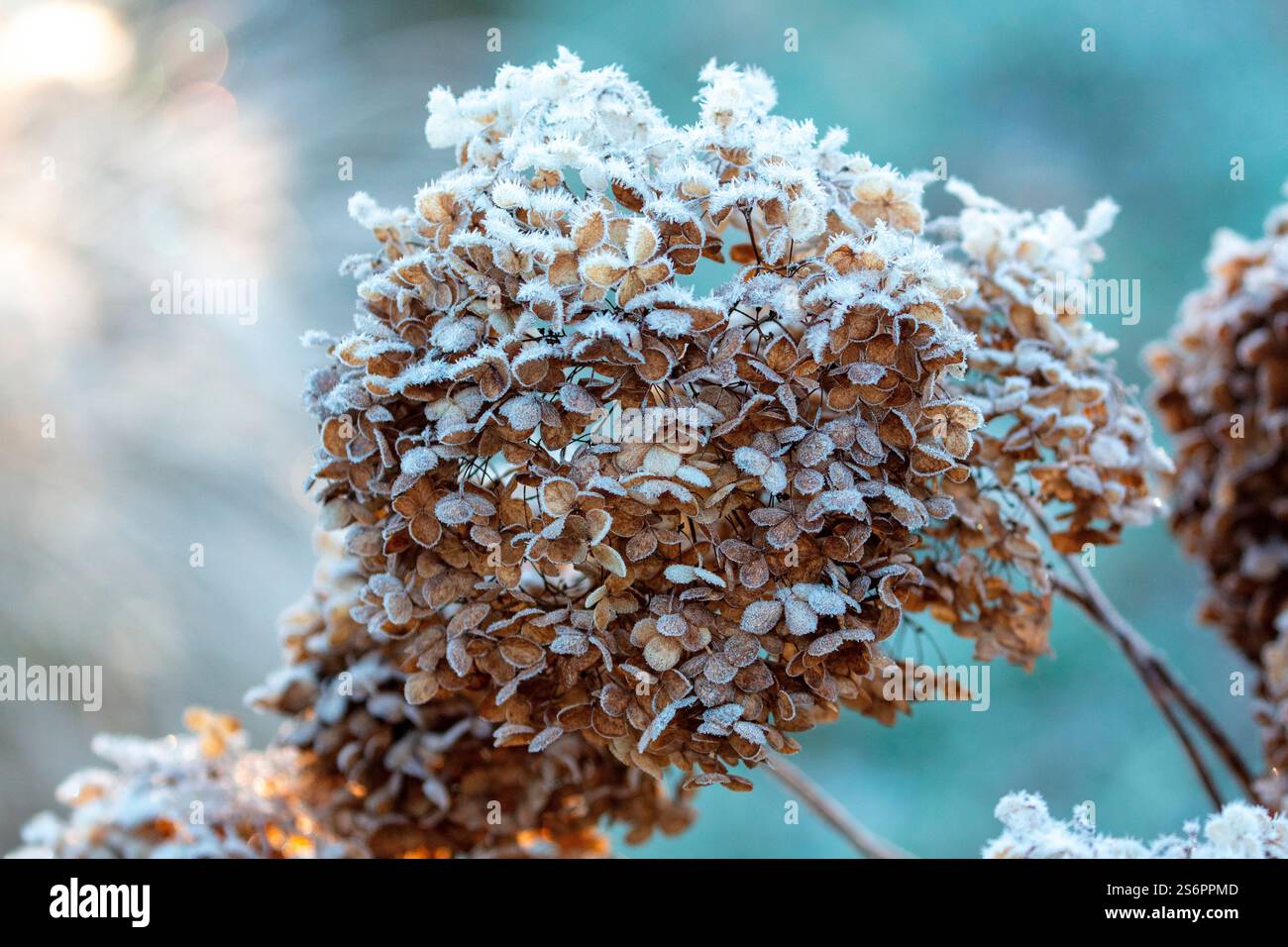 Blossoms of a common hydrangea (Hydrangea arborescens) in frost Stock ...