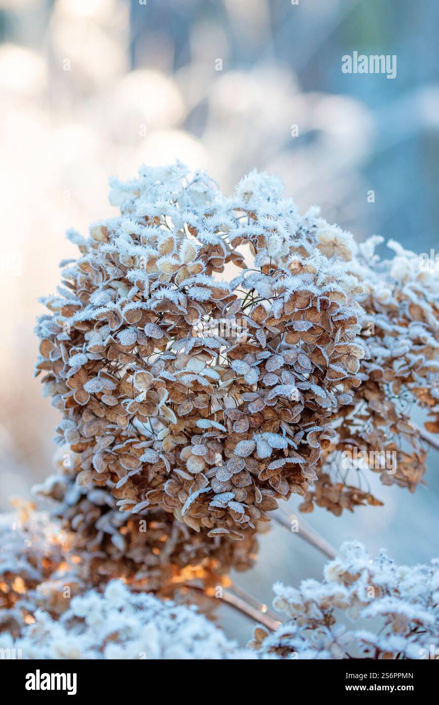 Blossoms of a common hydrangea (Hydrangea arborescens) in frost Stock ...