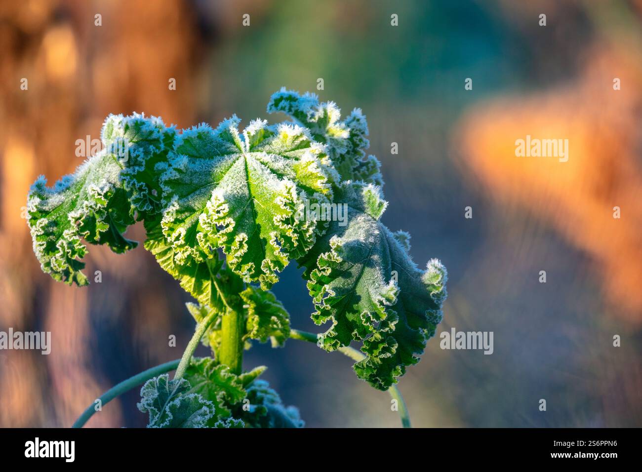 Castilian mallow (Malva verticillata), curled mallow or Chinese mallow ...