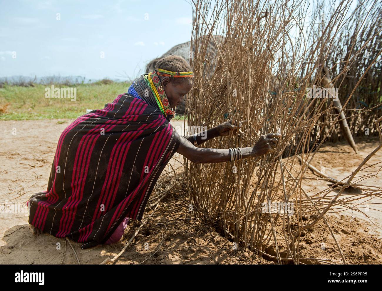 Karo woman erecting a fence of interwoven branches, Karo ethnic group ...