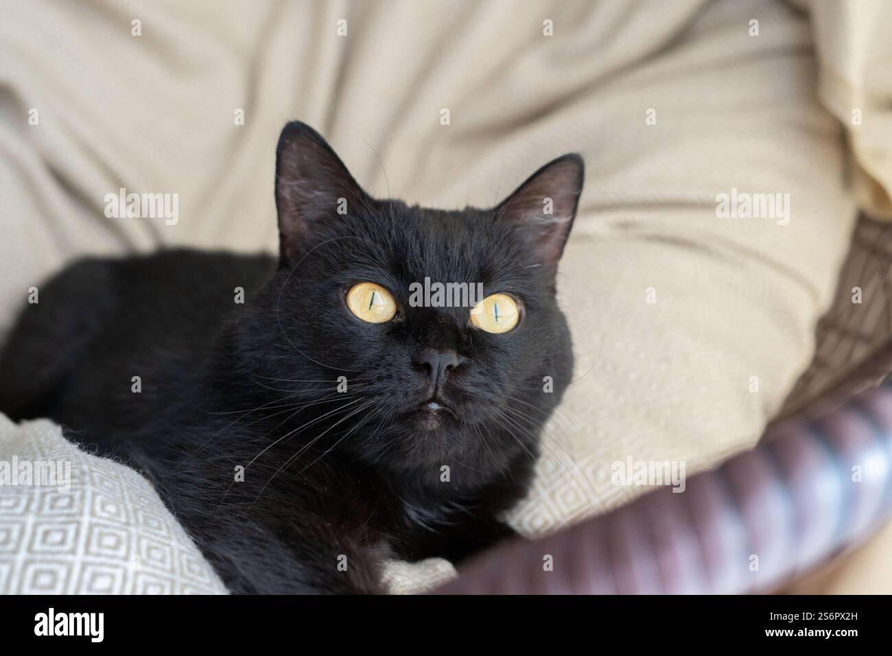 Captivating Image of a Black Cat with Mesmerizing Eyes, Resting ...