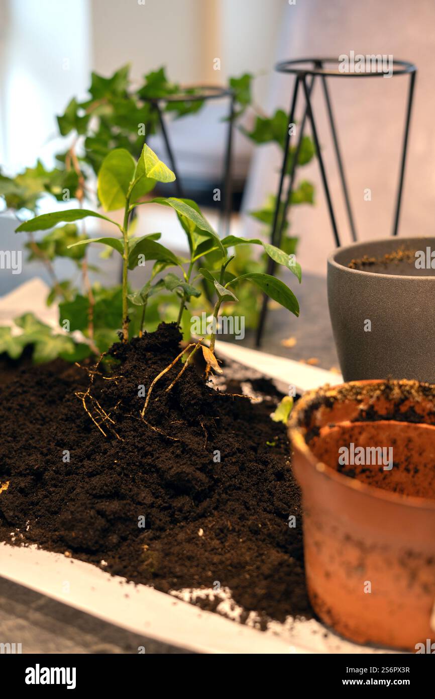 photo Exploring the Essentials of Indoor Gardening and Plant Potting: A ...