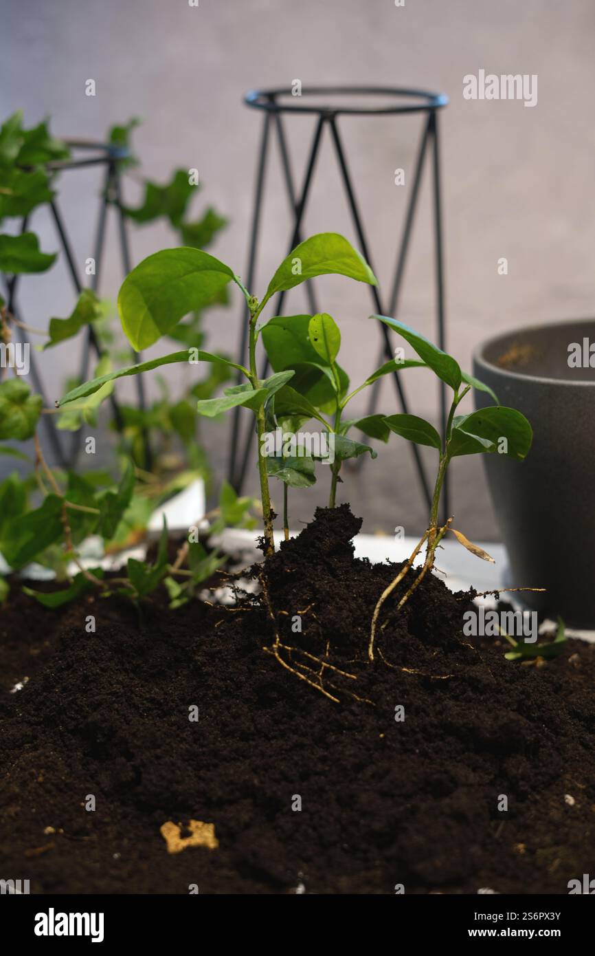 photo Exploring Plant Growth Indoors: A Focus on Seedling Development ...