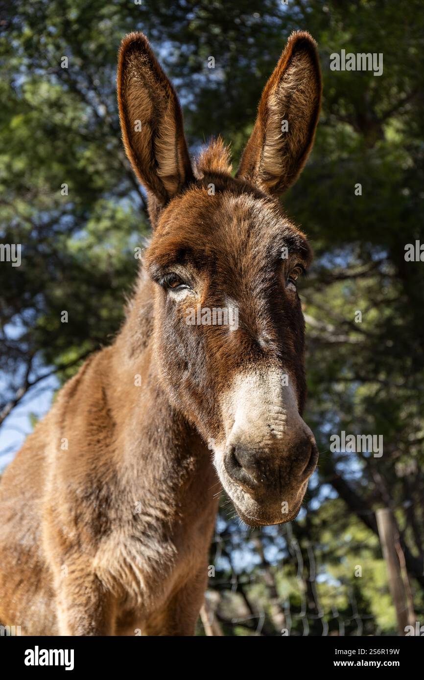 Mallorcan donkey hi-res stock photography and images - Alamy