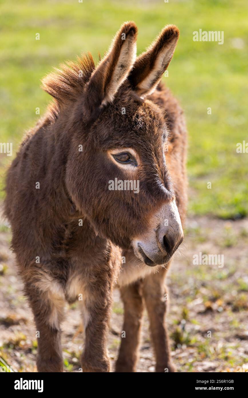 Mallorcan donkey hi-res stock photography and images - Alamy