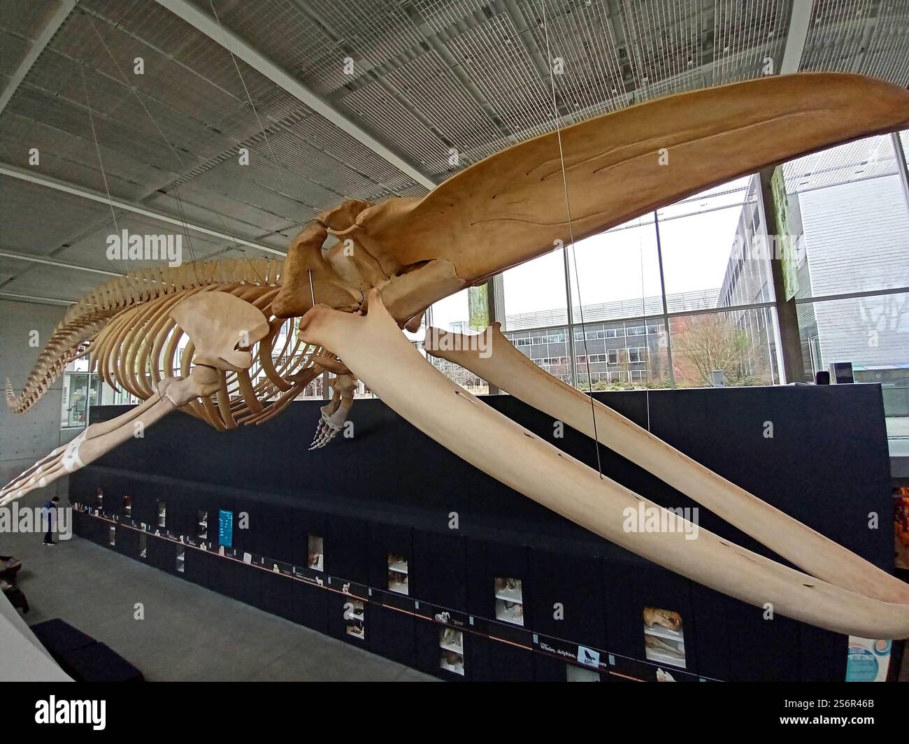 British Columbia, Vancouver, Canada - Mar 12 2022: Skeleton of a blue ...