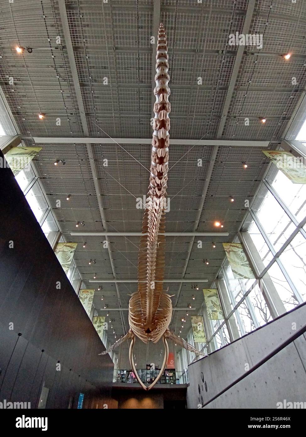 British Columbia, Vancouver, Canada - Mar 12 2022: Skeleton of a blue ...