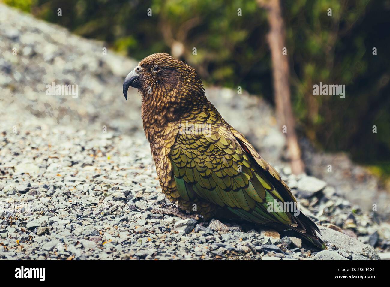 A kea, also known as a mountain parrot, sits next to the road at Arthur ...
