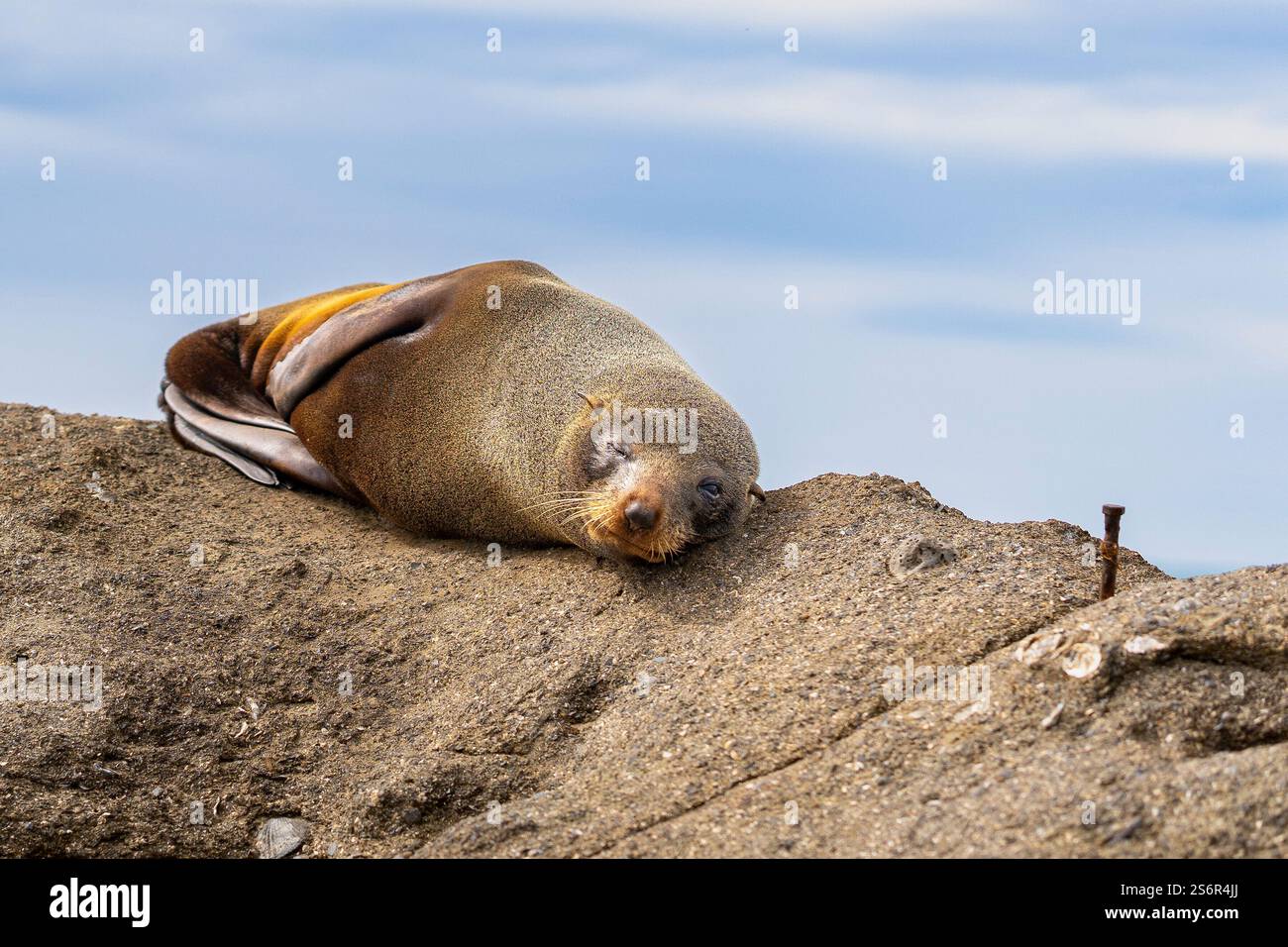 A New Zealand fur seal lies lazily on rocks near the Castlepoint ...