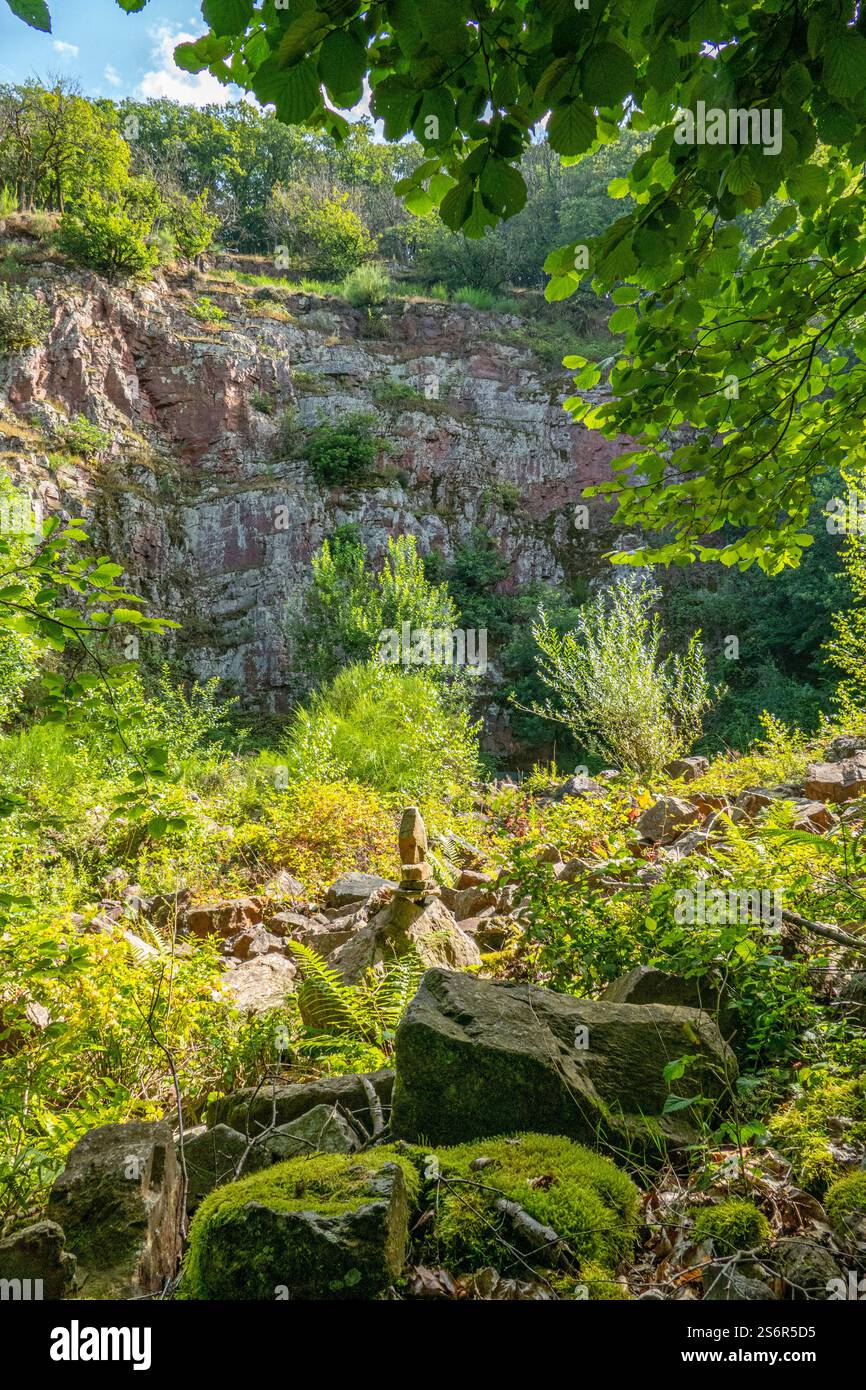 Vegetation in quartzite rock, renaturation of old quarrie near Taben ...