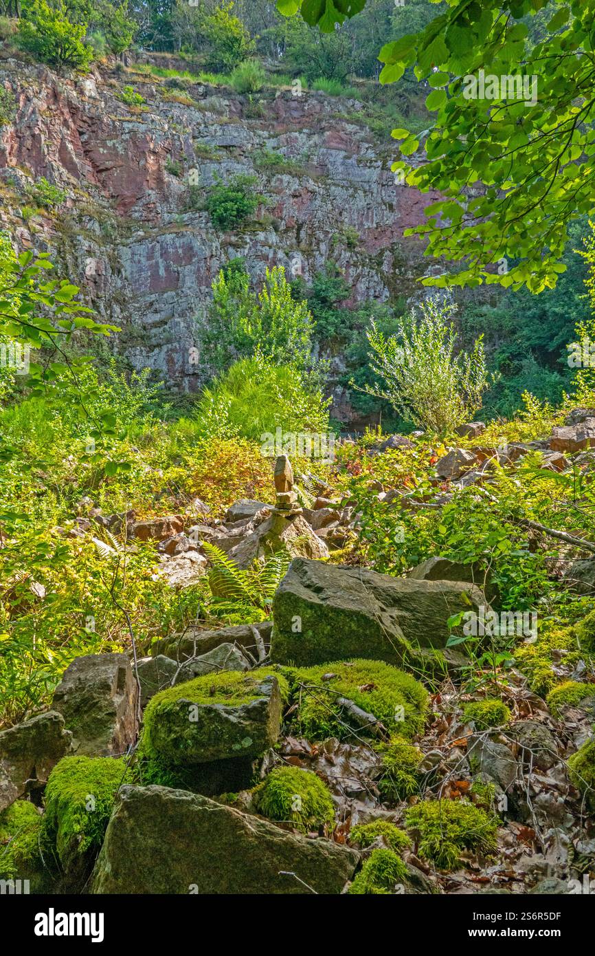 Vegetation in quartzite rock, renaturation of old quarrie near Taben ...