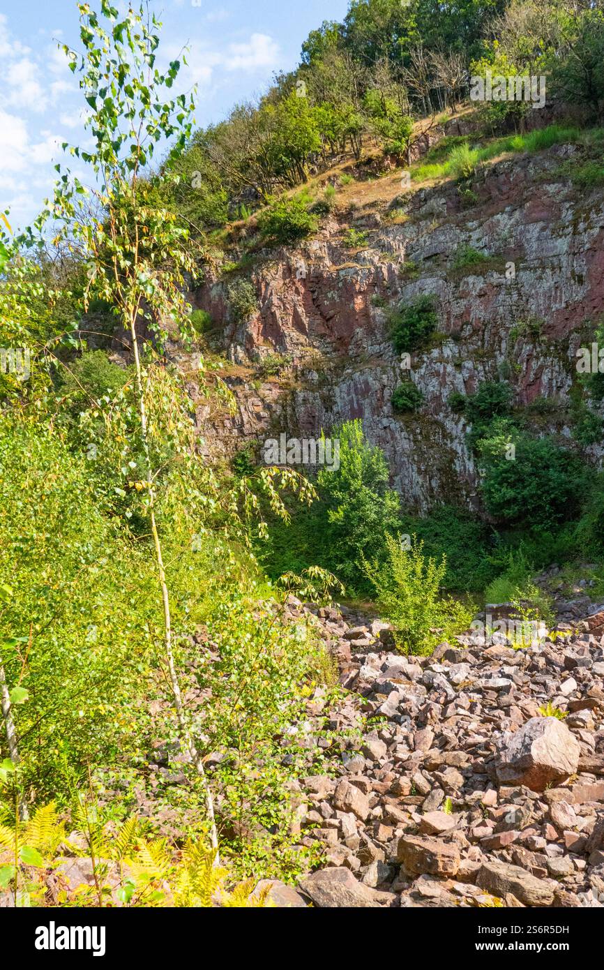 Vegetation in quartzite rock, renaturation of old quarrie near Taben ...