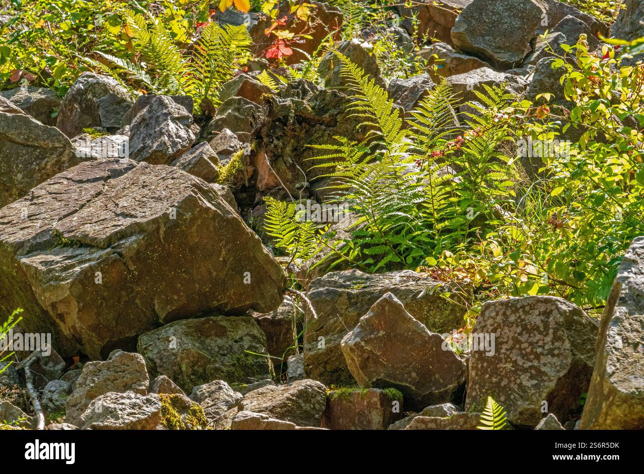 Ferns and quartzite rock, renaturation of old quarries near Taben-Rodt ...