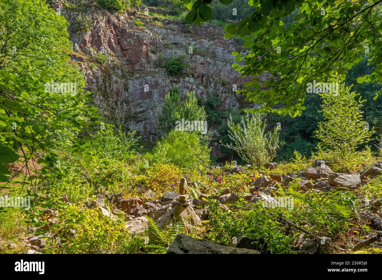 Vegetation in quartzite rock, renaturation of old quarrie near Taben ...