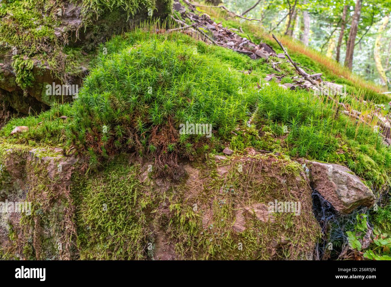 Overgrown quartzite rock hi-res stock photography and images - Alamy
