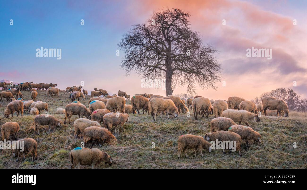 flock of sheep during transhumance grazes at the foot of a bare tree ...