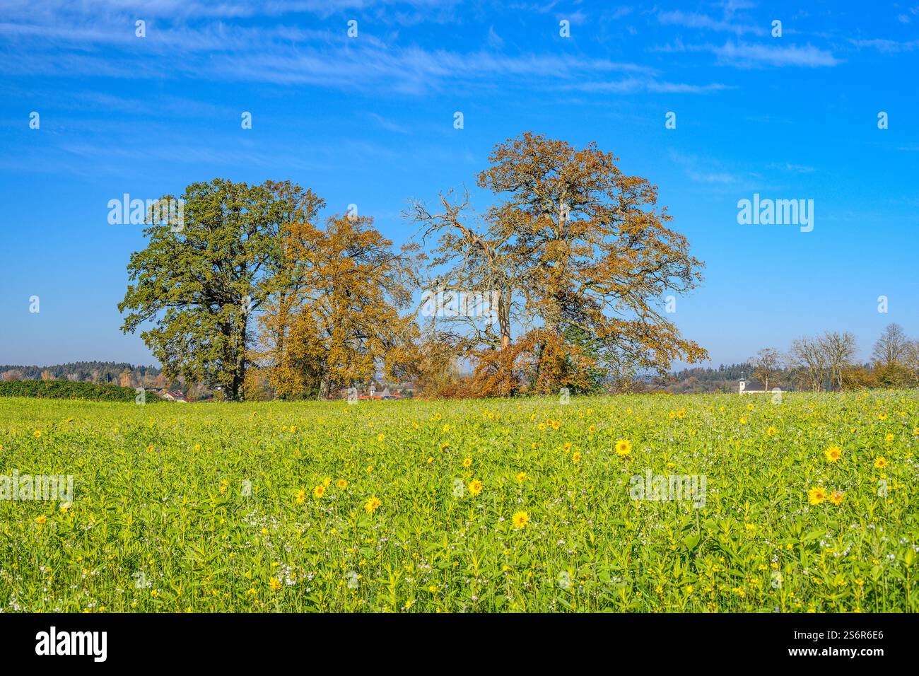 Germany, Bavaria, Chiemgau, Gstadt am Chiemsee, View from the ...