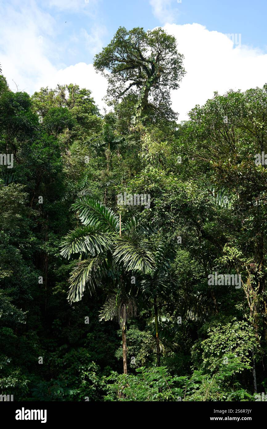 La Fortuna, Costa Rica - November 20, 2024 - the Mistico Arenal Hanging ...