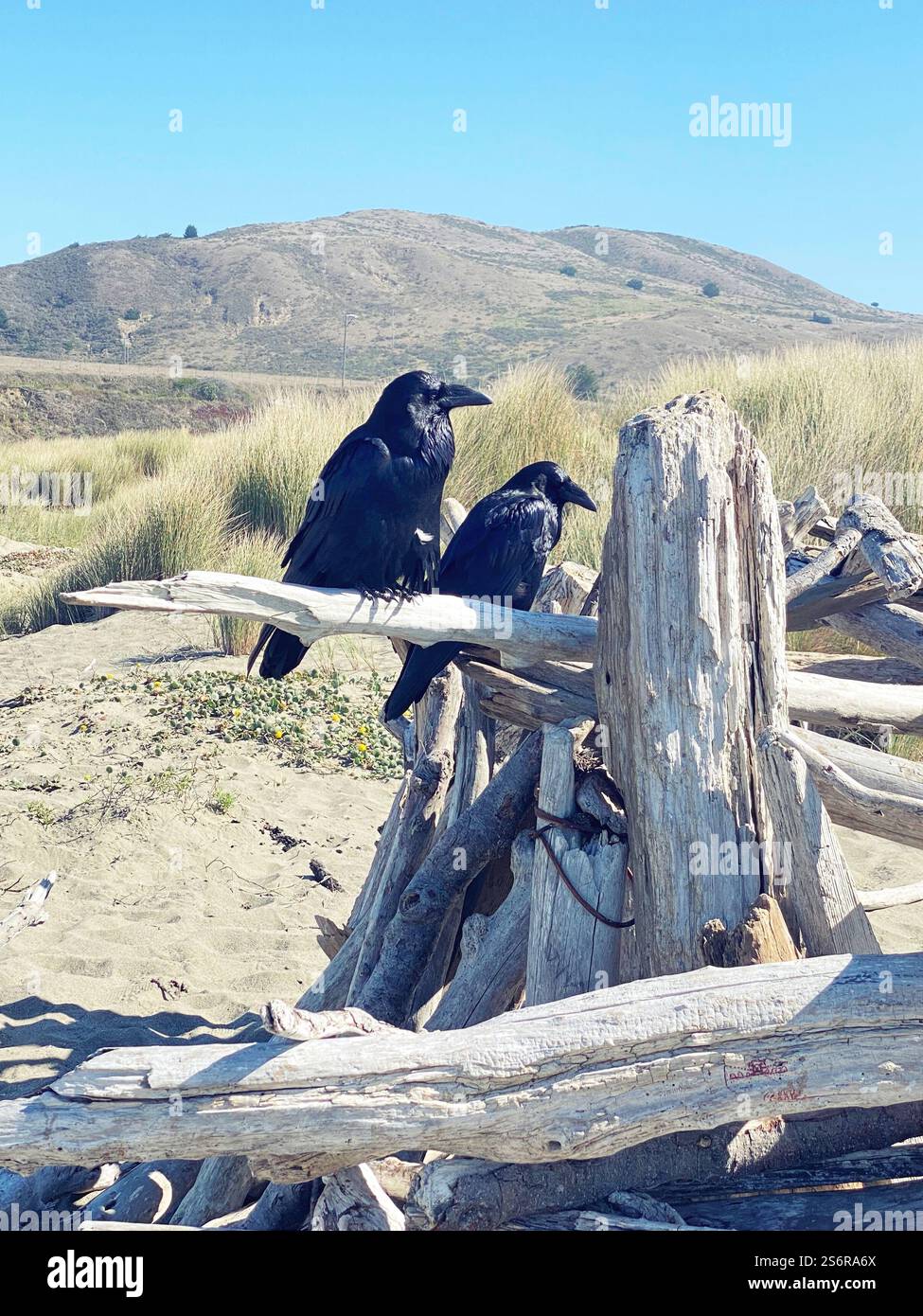 Two ravens hi-res stock photography and images - Alamy