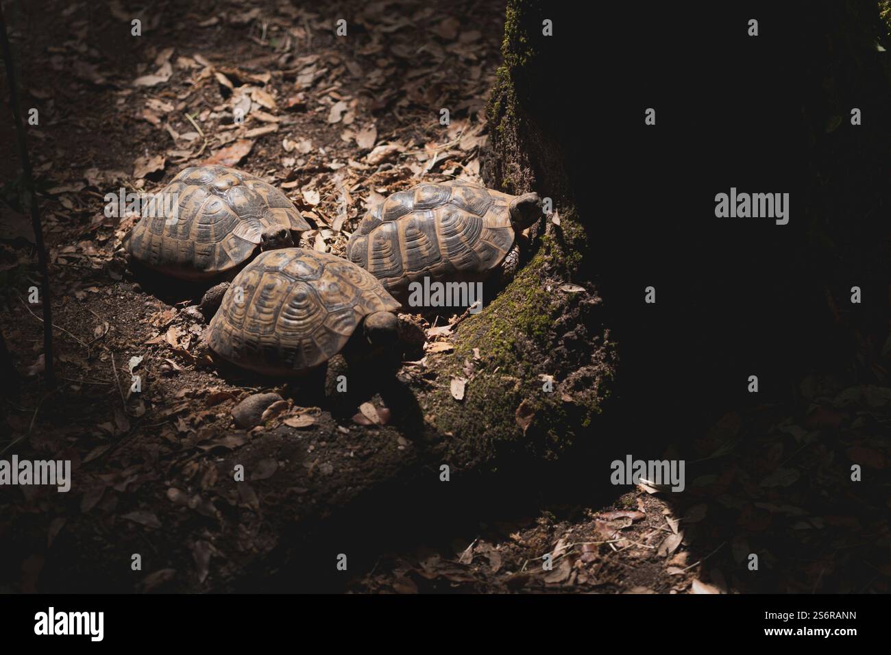 Three turtles in the turtle park A Cupulatta in Vero on Corsica in ...