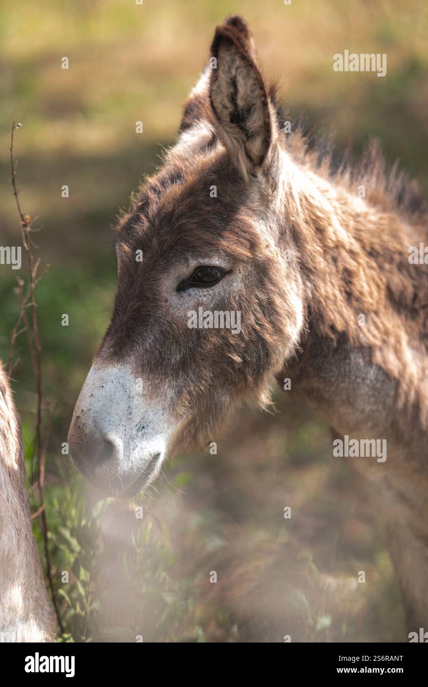 Donkey portrait in meadow hi-res stock photography and images - Alamy