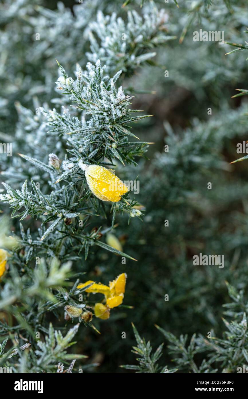 Brilliant yellow Gorse,common gorse, Ulex Europaeus , flower tinged ...