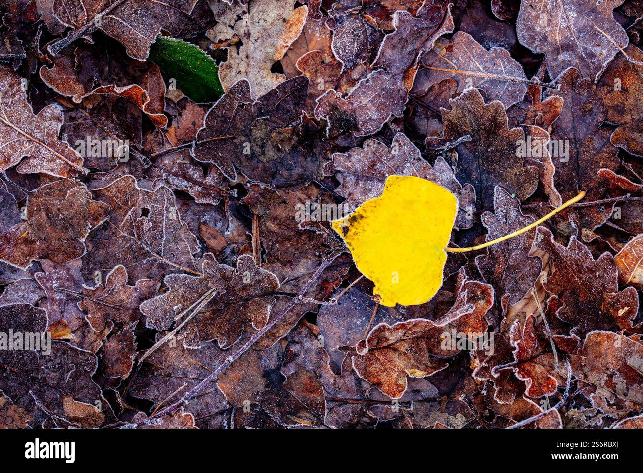 Intimate, semi-abstract, close up natural still life of leaves trapped by overnight frost ...